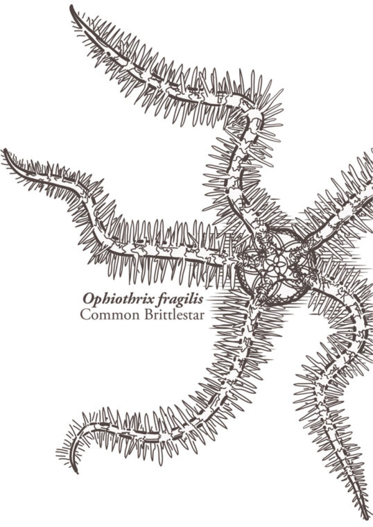 Ophiothrix Fragilis – Halton Charters